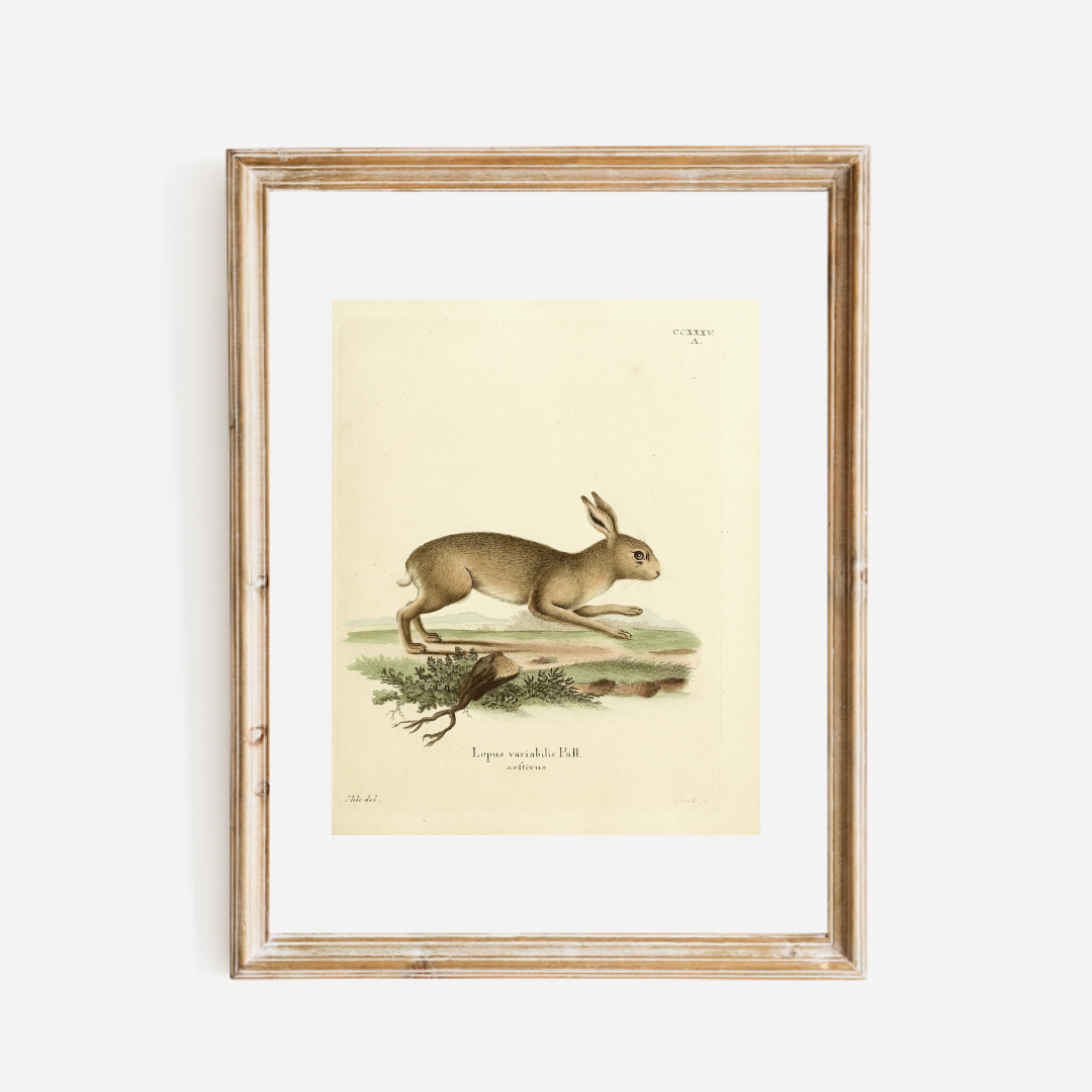 German Hare III Antique Art Print – The Clinic